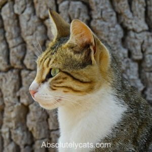 Calico Cats: A Unique and 3 Color Feline Breed - Absolutely Cats