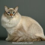 Allure of the Dragon Li Cat: Origins, Characteristics, and Care Guide ...