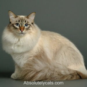 Allure of the Dragon Li Cat: Origins, Characteristics, and Care Guide ...